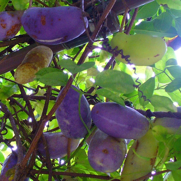 Purple Akebi — Here's the Rare Fruit Many People Don't Know It Actually ...