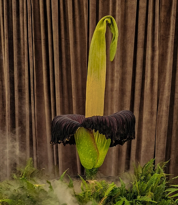 Corpse Flower That Smells Like Rotting Meat Blooms After 15 Years ...