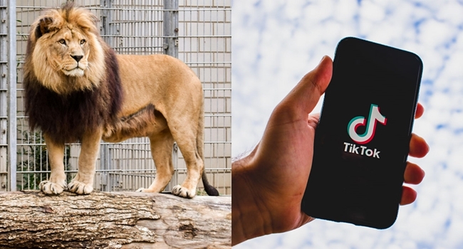Lion Attacks Man Who Entered Cage to Film TikTok Video | Newspapers