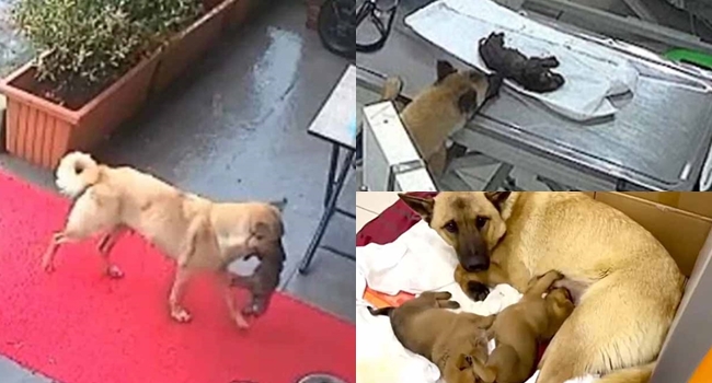 Mother Dog Saves Her Puppy by Bringing It to the Vet | Newspapers