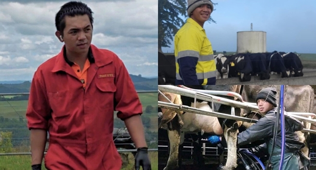 Pinoy Dairy Farm Assistant in NZ Defends Agriculture Course | Newspapers