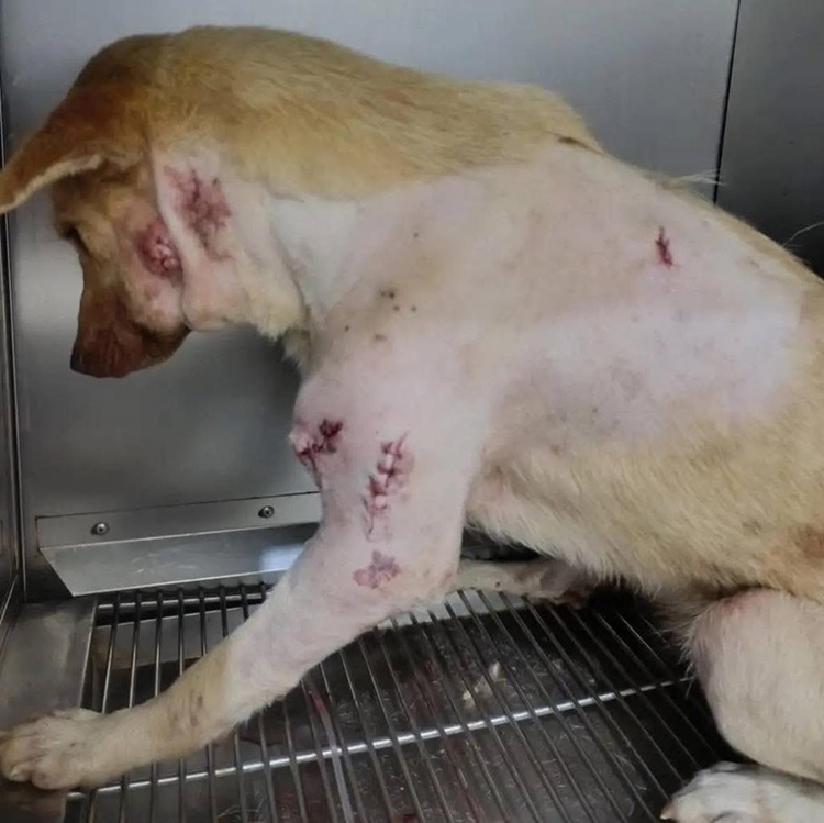 Dog Shot 5 Times with an Indian Arrow in Negros Occidental | Newspapers