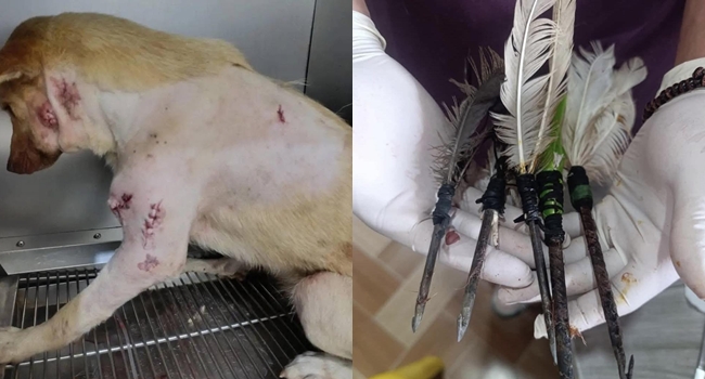 Dog Shot 5 Times with an Indian Arrow in Negros Occidental | Newspapers