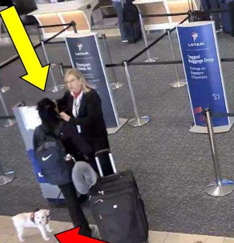Woman Drowns Dog at Orlando Airport After Being Denied Boarding ...