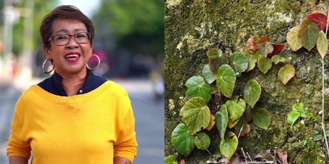 New Flower Species Named After Doris Bigornia | Newspapers