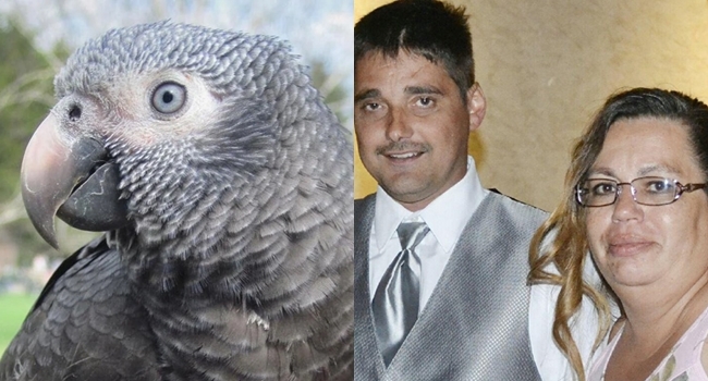 Parrot Helps Solve Crime | Newspapers