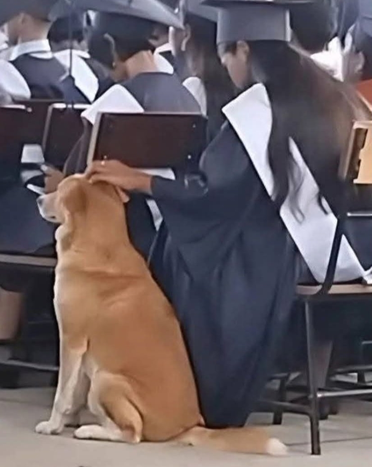 Senior High School Student Accompanied by her Dog During Graduation ...