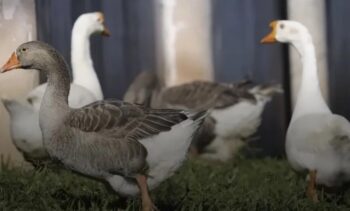 Geese Serve as Guards in Brazilian Prison | Newspapers