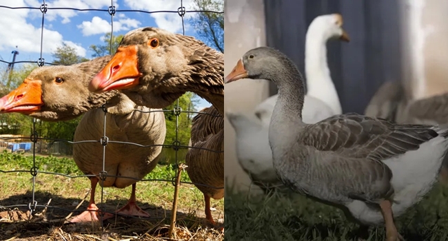 Geese Serve as Guards in Brazilian Prison | Newspapers