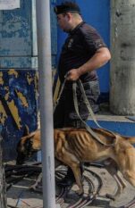 PNP K9 Dog Sparks Concern Over Its Condition | Newspapers