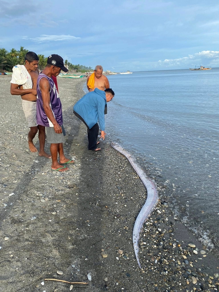 11-Foot Oarfish Found Dead on Mindoro Shore | Newspapers