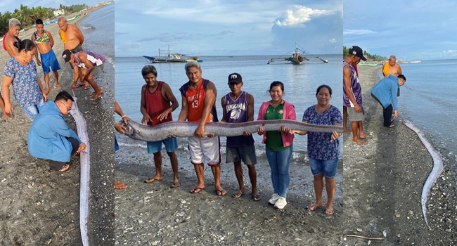 11-Foot Oarfish Found Dead on Mindoro Shore | Newspapers
