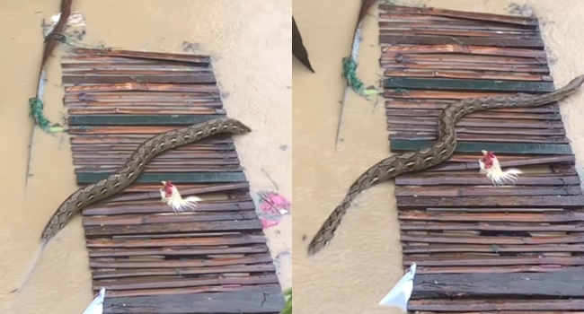 Huge Snake Seen During Cebu Flood Caused by Typhoon Tino | Newspapers